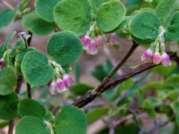Backyard Native Plants | Extension | University of Nevada, Reno