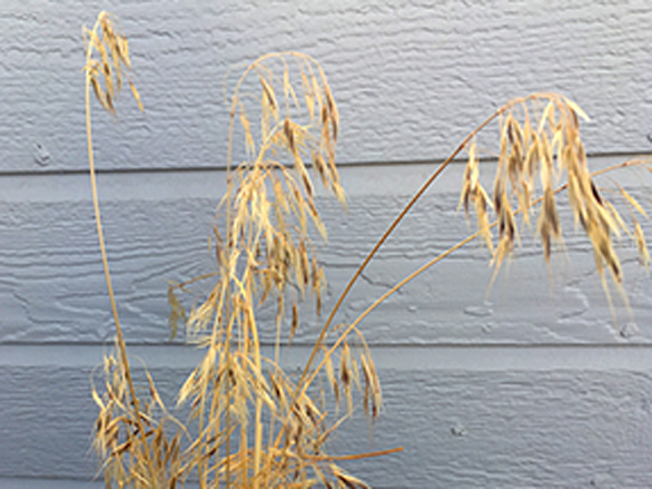 Be Careful! Cheatgrass is extremely flammable! | Extension | University ...