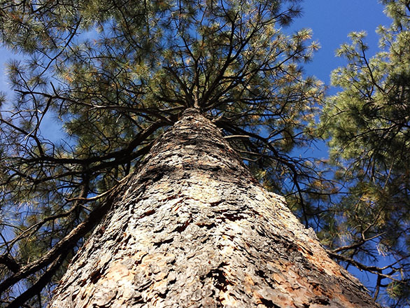Taking Care of Residential Trees After Wildfire | Extension ...