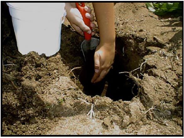 How to Take a Soil Sample | Extension | University of Nevada, Reno