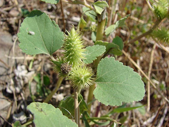 A Northern Nevada Homeowner’s Guide to Identifying and Managing Common ...