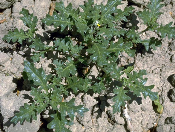 A Northern Nevada Homeowner’s Guide to Identifying and Managing Cutleaf ...