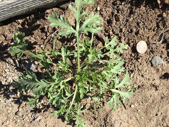Bur Ragweed SILVER BUR RAGWEED Oceano Dunes Pismo Beach (Ambrosia