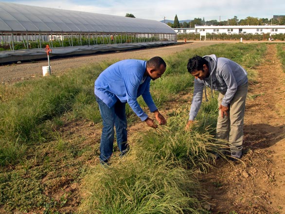 Winter Cover Crops for Nevada Agriculture | Desert Farming Initiative ...