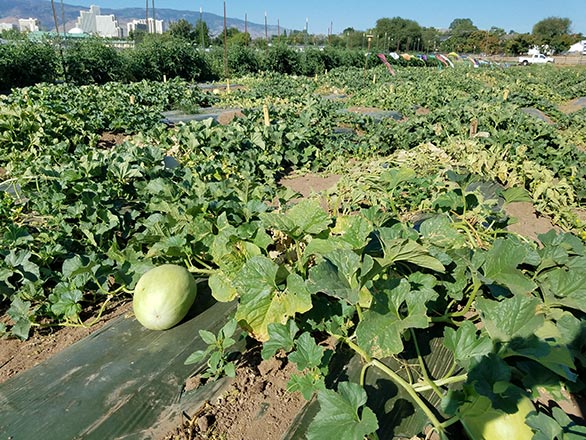 Melon Research | Extension | University of Nevada, Reno