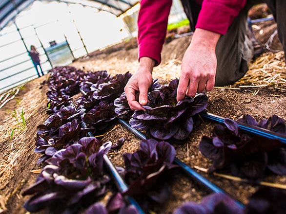 Head Lettuce and Produce Safety | Desert Farming Initiative ...