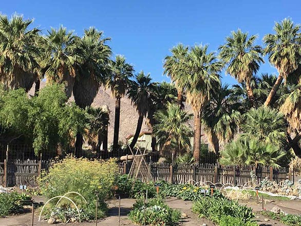 A Guide to Desert Bioscape | Extension | University of Nevada, Reno