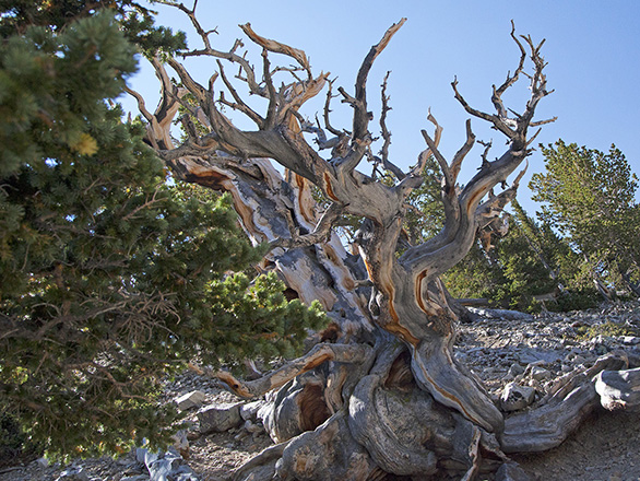 Economic Characteristics for White Pine County, NV | Extension ...