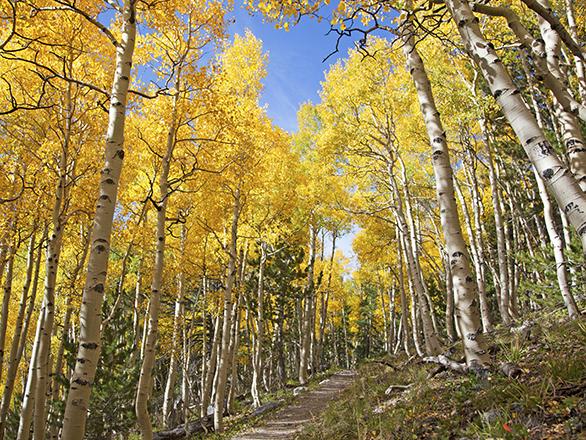 White Pine Community Assets Presentation | Extension | University of ...