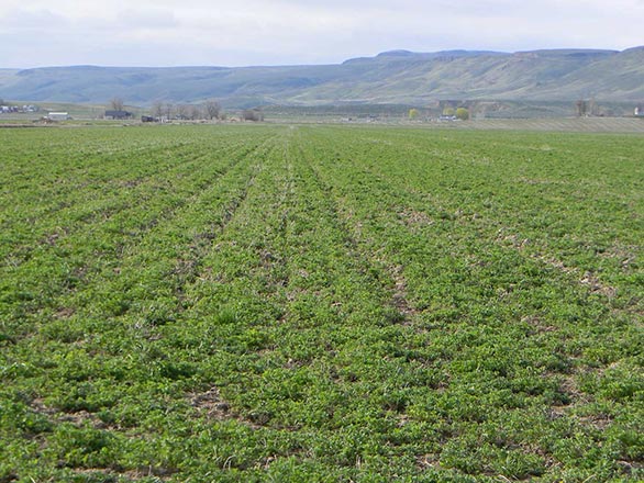 Crop Diversification | Extension | University of Nevada, Reno