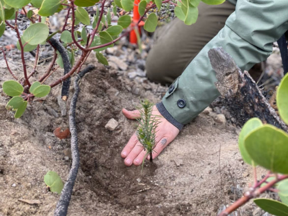 2021 Little Vally Fire Restoration Update | Extension | University of ...