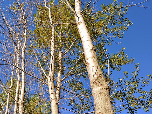 Hybrid Poplar Production 1998- 2003 in Eureka and Churchill Counties ...