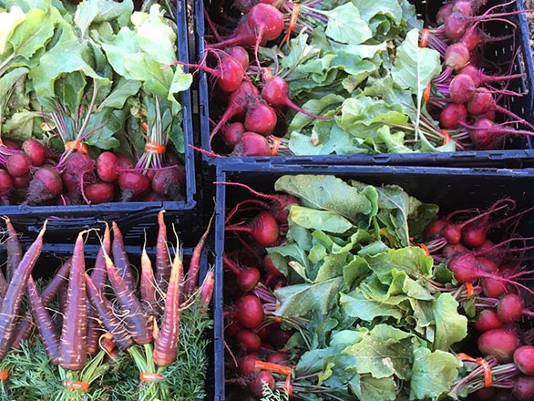 Our Work | Desert Farming Initiative | University of Nevada, Reno